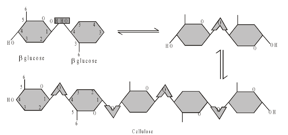 Polysaccharide Structure